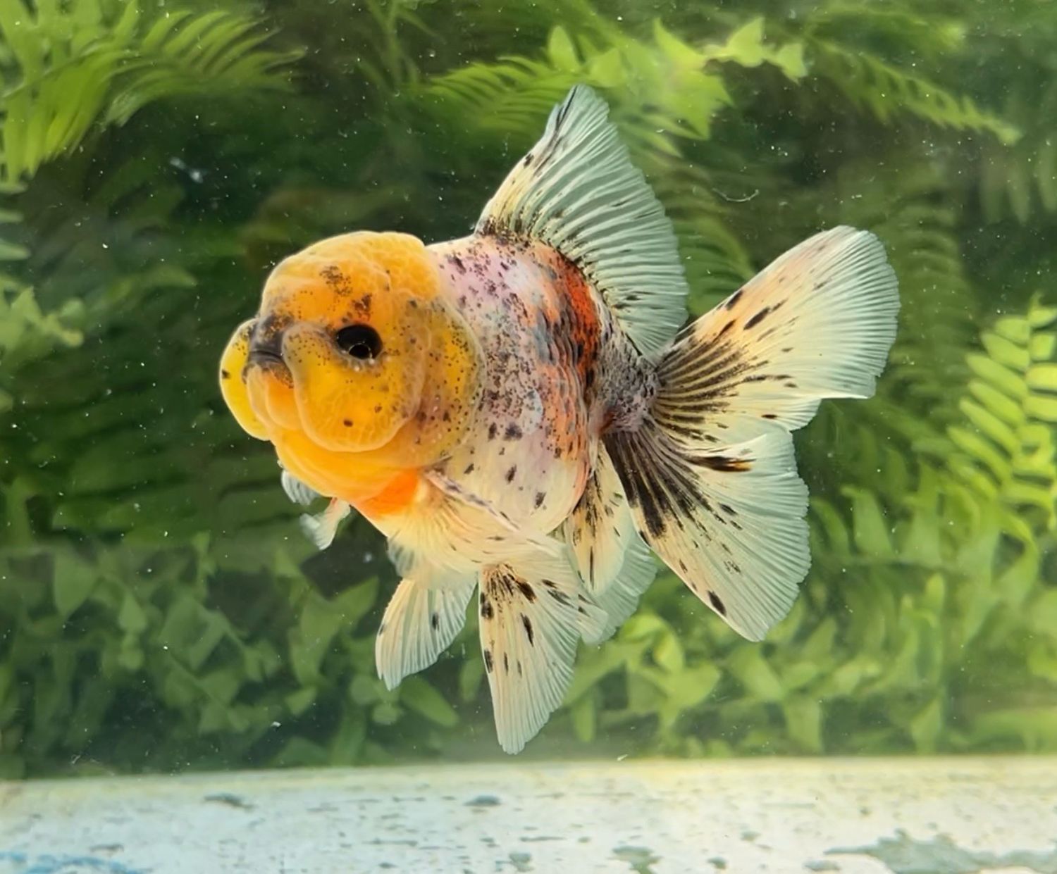 Calico Rosetail Oranda (M, 4.25”) - Free Shipping
