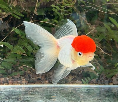Zhao's Fancies Online Goldfish Shop