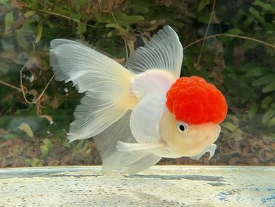 Zhao's Fancies Online Goldfish Shop