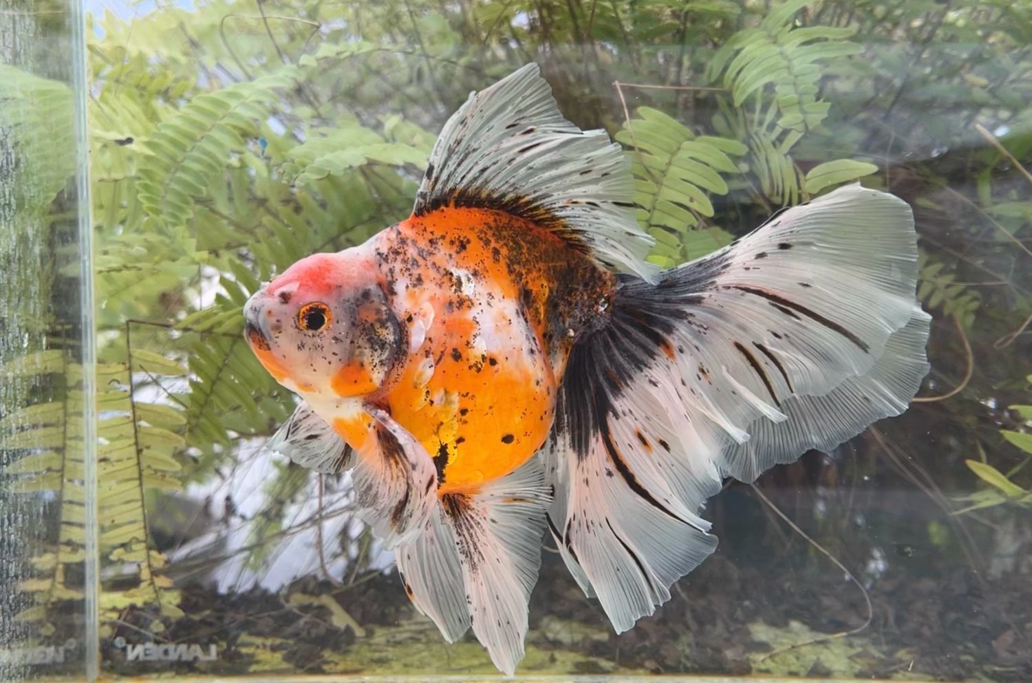 Calico Veiltail (M, 7.25”) - Free Shipping