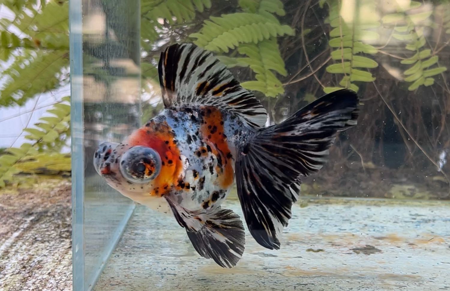 Calico Telescope Butterfly (F, 5.5”) - Free Shipping