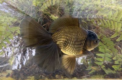Zhao's Fancies Online Goldfish Shop