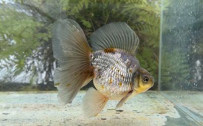 Zhao's Fancies Online Goldfish Shop