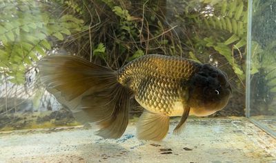 Zhao's Fancies Online Goldfish Shop