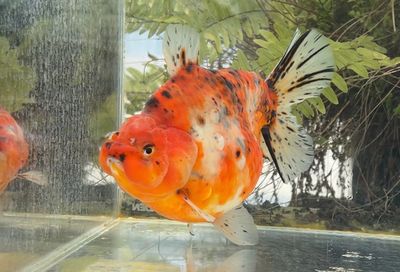 Zhao's Fancies Online Goldfish Shop