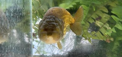 Zhao's Fancies Online Goldfish Shop