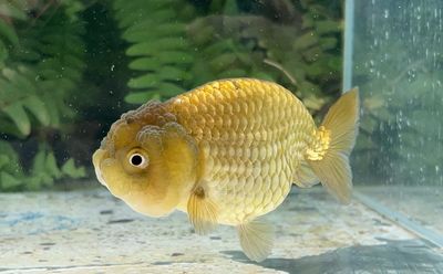 Zhao's Fancies Online Goldfish Shop