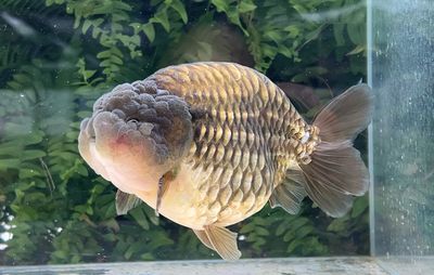 Zhao's Fancies Online Goldfish Shop