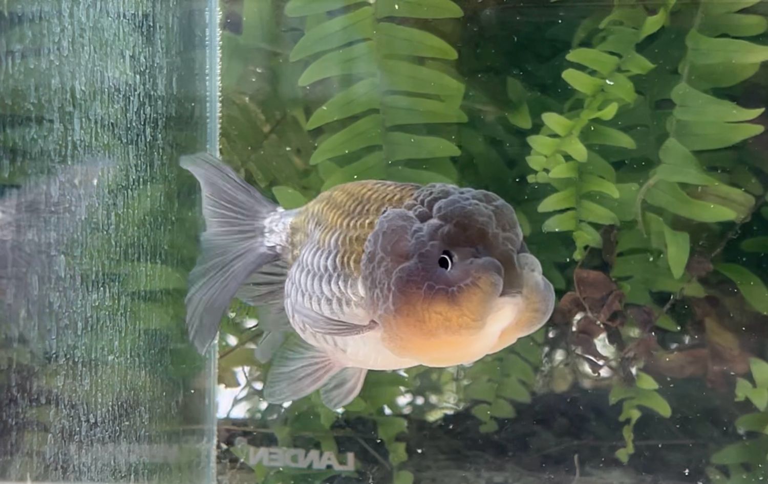 Blue Lionhead (F, 4”)
