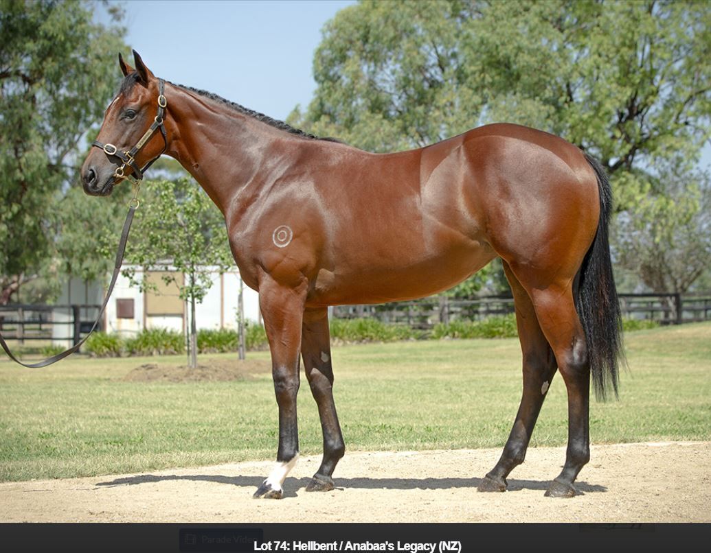 Australian Bloodstock | Australia's Premier Horse Racing Syndicate