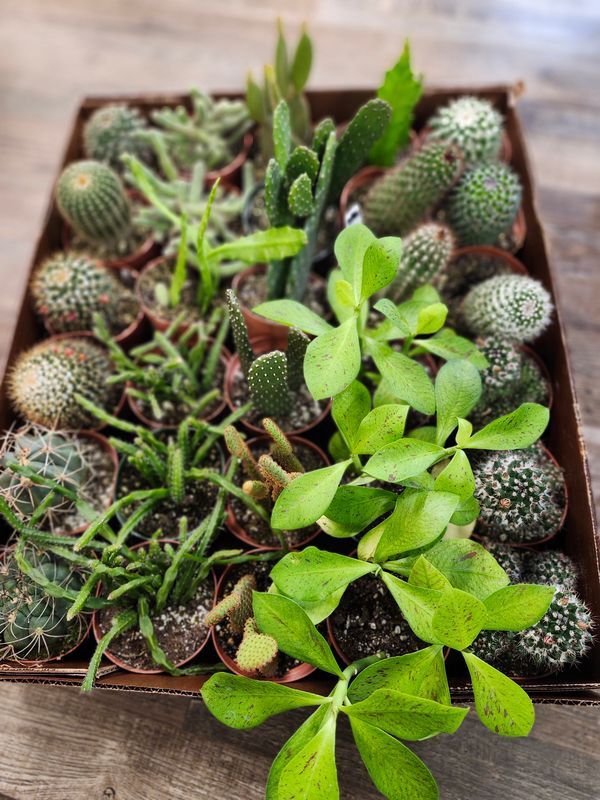 DELUXE CACTUS ASST 4"