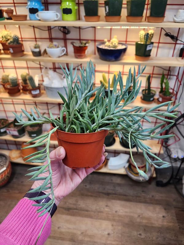 STRING OF FISH HOOKS 4"