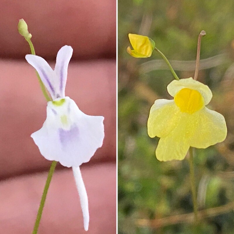 Terrestrial Utricularia