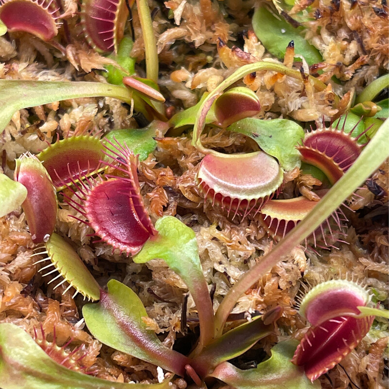 DIONAEA MUSCIPULA (VENUS FLYTRAPS) FOR SALE