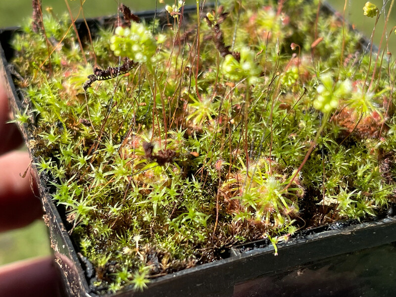 Sub-Tropical Sundews