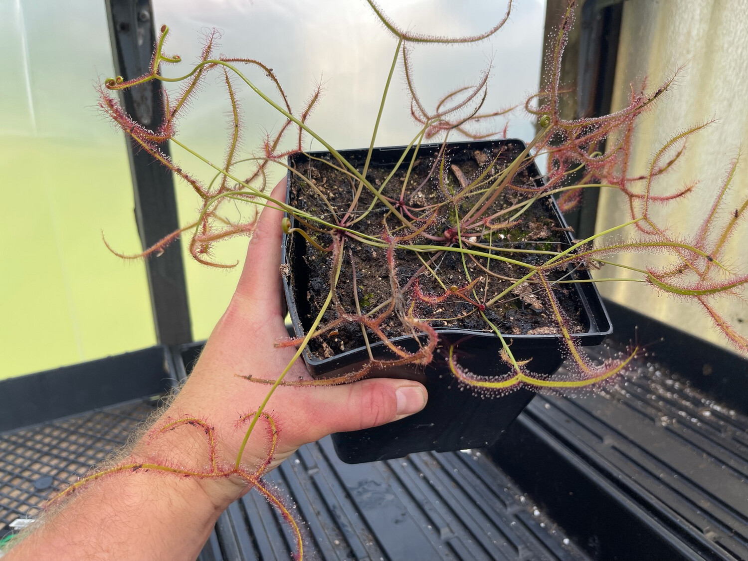 Drosera binata var. multifida extrema sundew for sale Canada