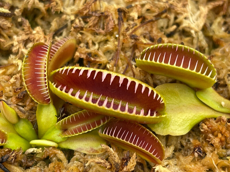 DIONAEA MUSCIPULA (VENUS FLYTRAPS) FOR SALE
