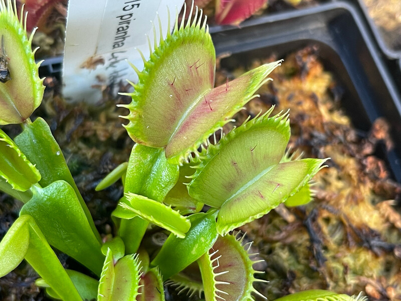 ALL PLANTS FOR SALE