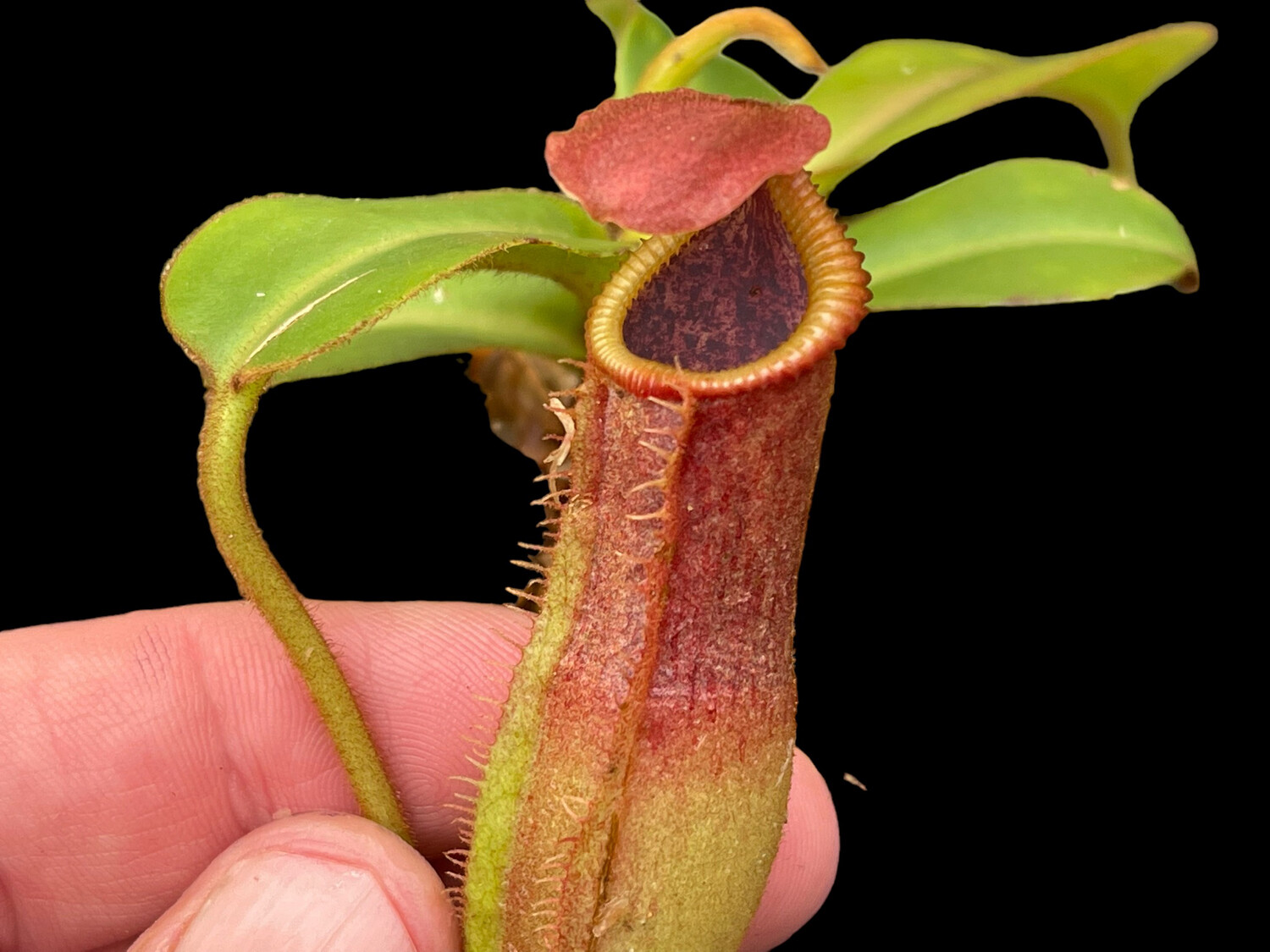 Nepenthes veitchii x edwardsiana
