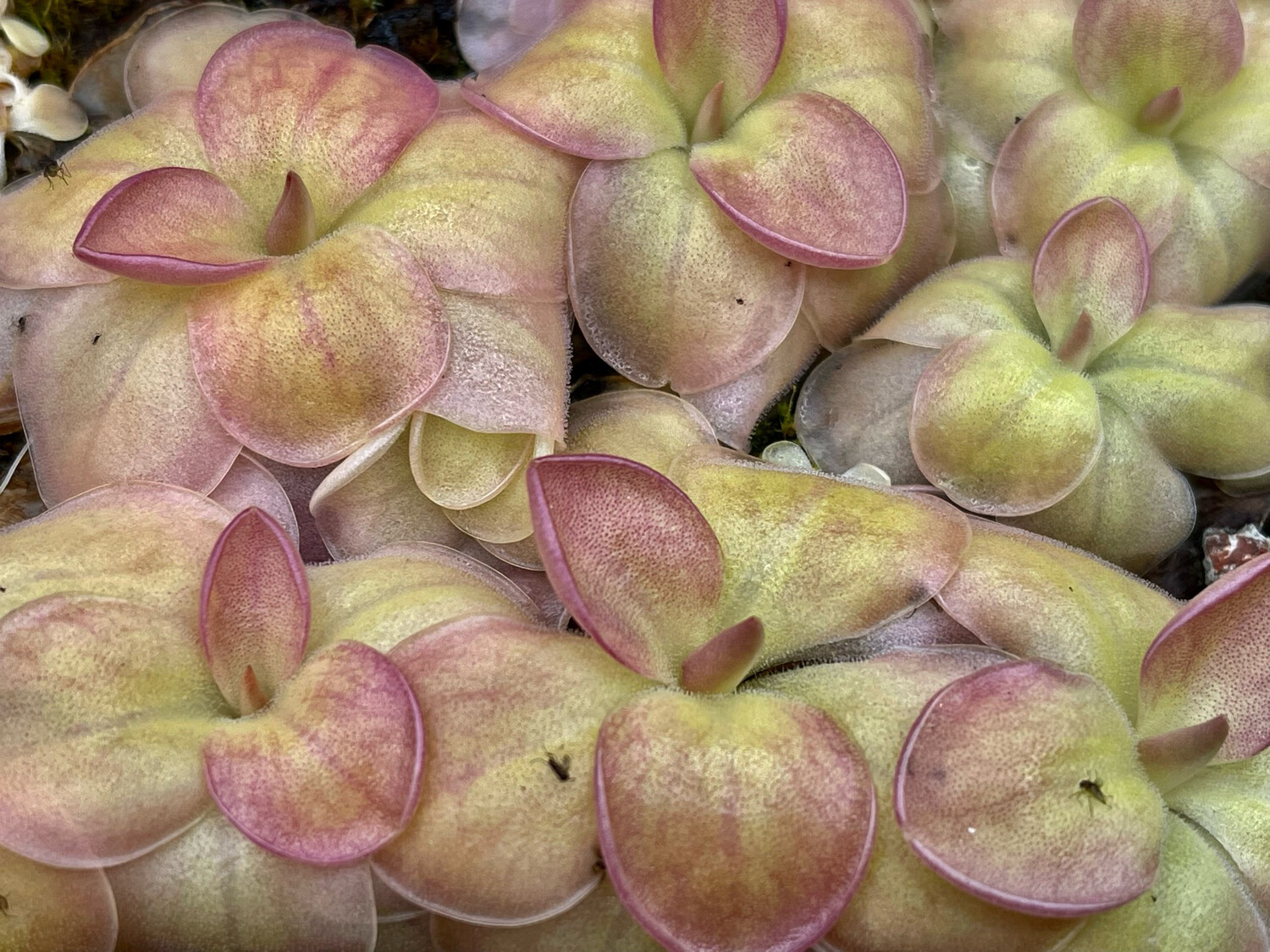 Pinguicula moranensis ‘A’