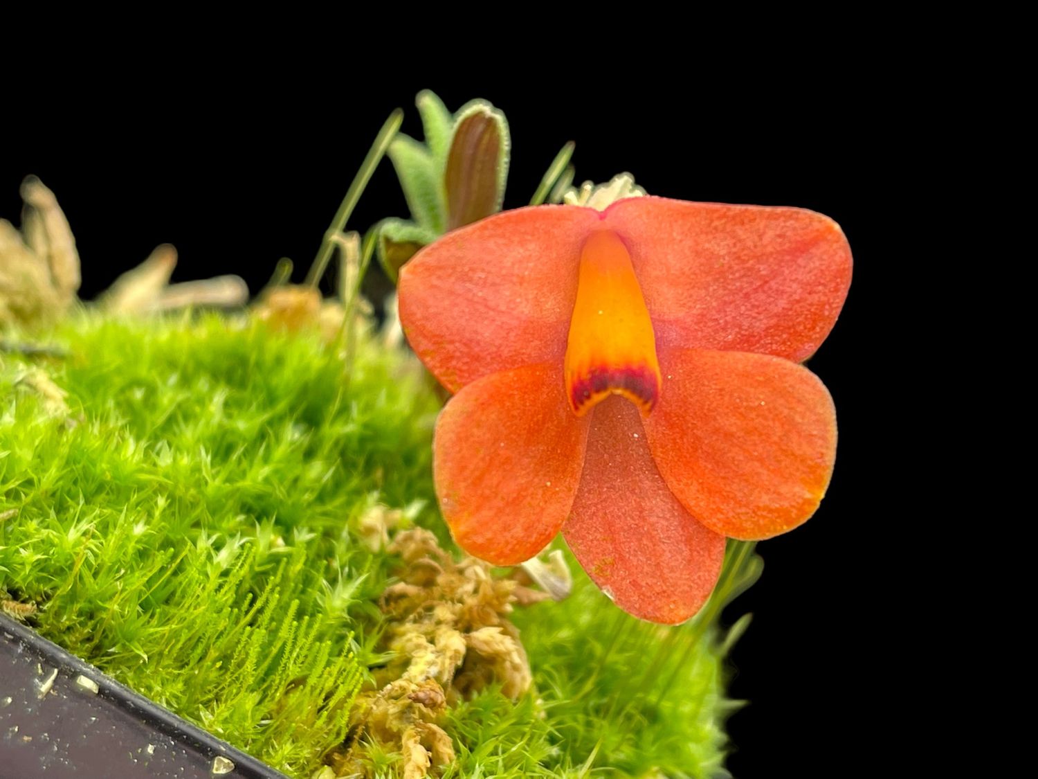 Dendrobium cuthbertsonii Orchid (Red)