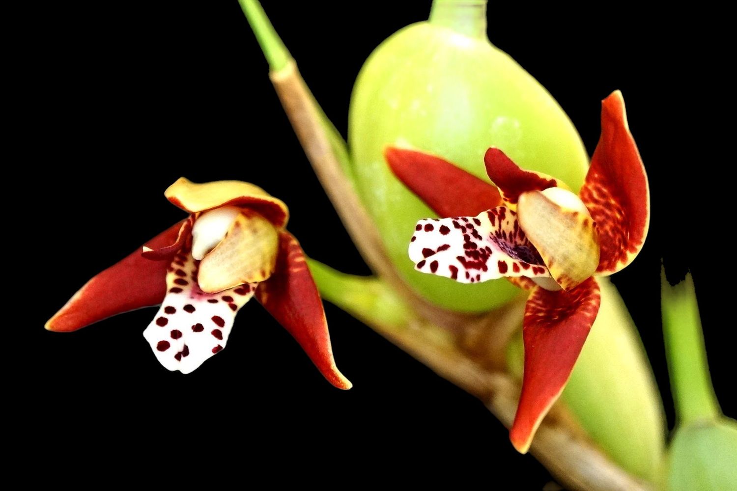 Maxillaria tenuifolia Orchid