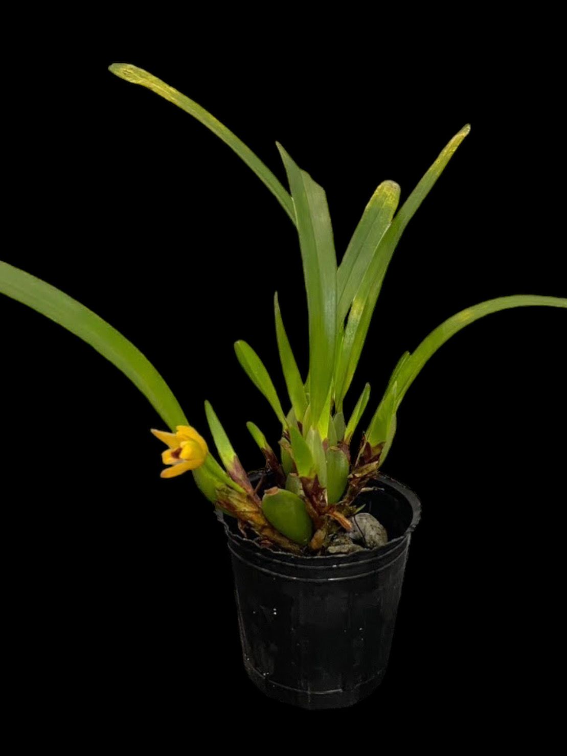 Maxillaria variabilis (Yellow) Orchid
