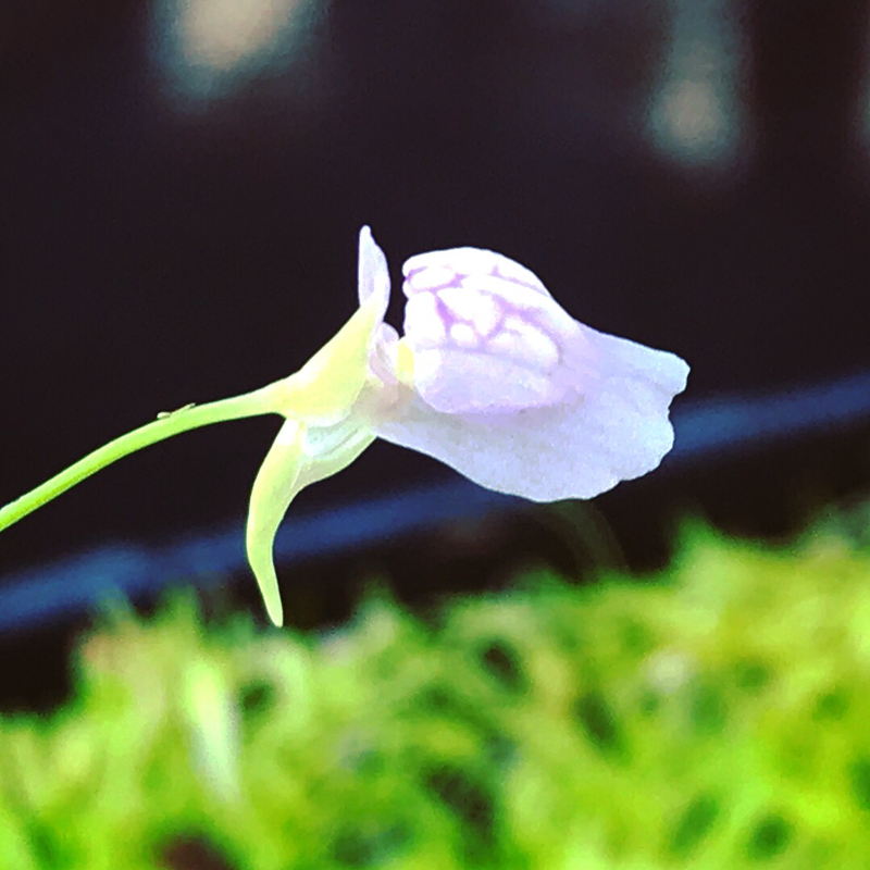 Terrestrial Utricularia