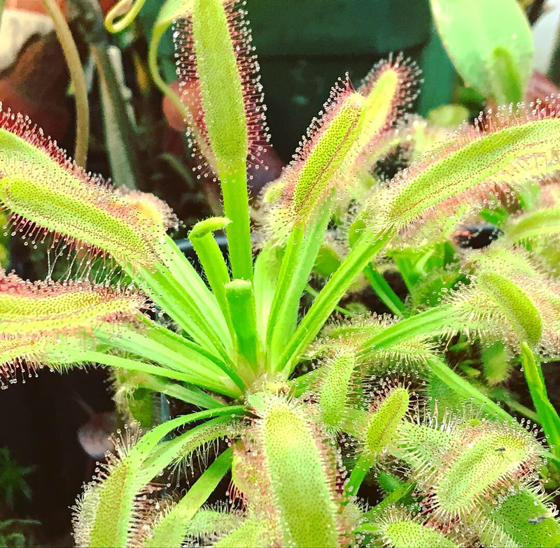 Sub-Tropical Sundews