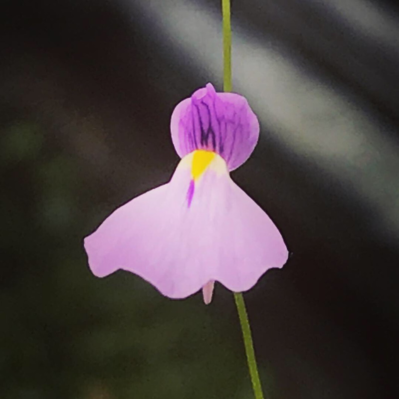 Terrestrial Utricularia