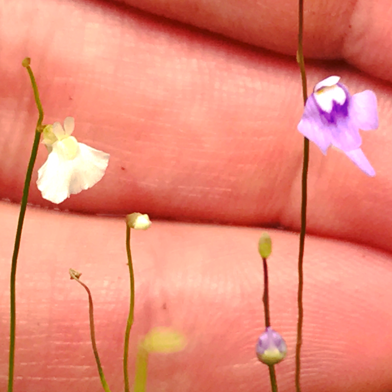 Terrestrial Utricularia