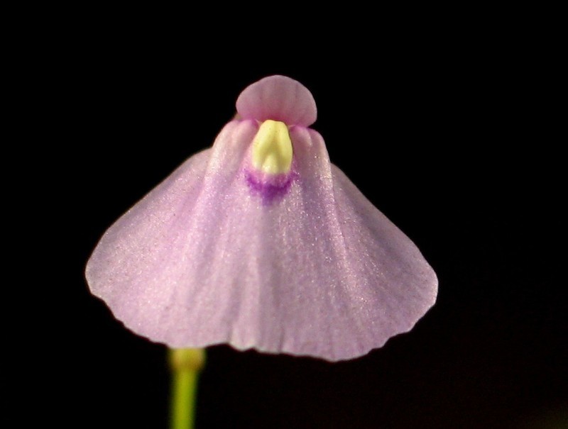 Terrestrial Utricularia