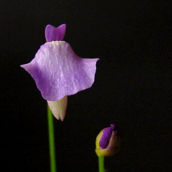 Terrestrial Utricularia