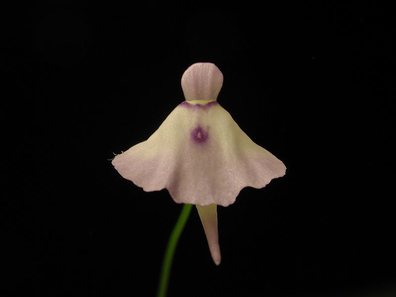 Terrestrial Utricularia