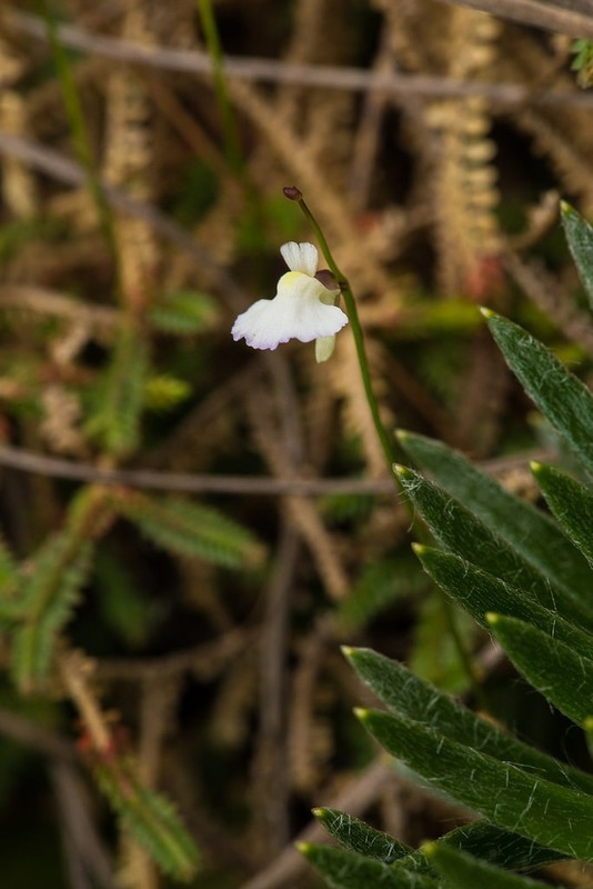 Terrestrial Utricularia