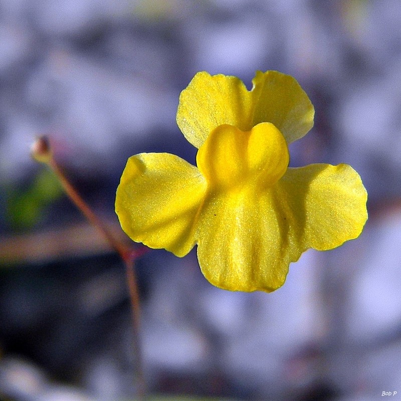 Terrestrial Utricularia