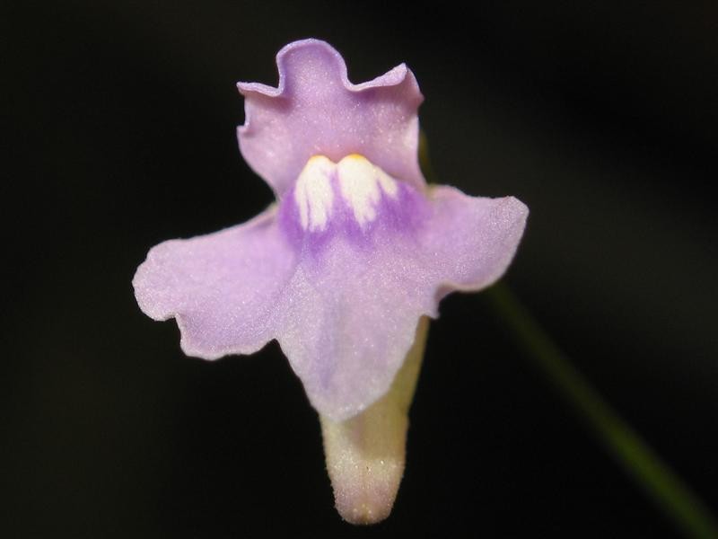 Terrestrial Utricularia