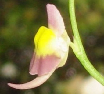 Terrestrial Utricularia