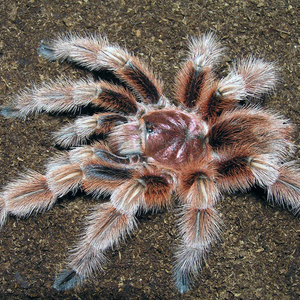 Chilean Rose RCF - G.Rosea 5-6cm