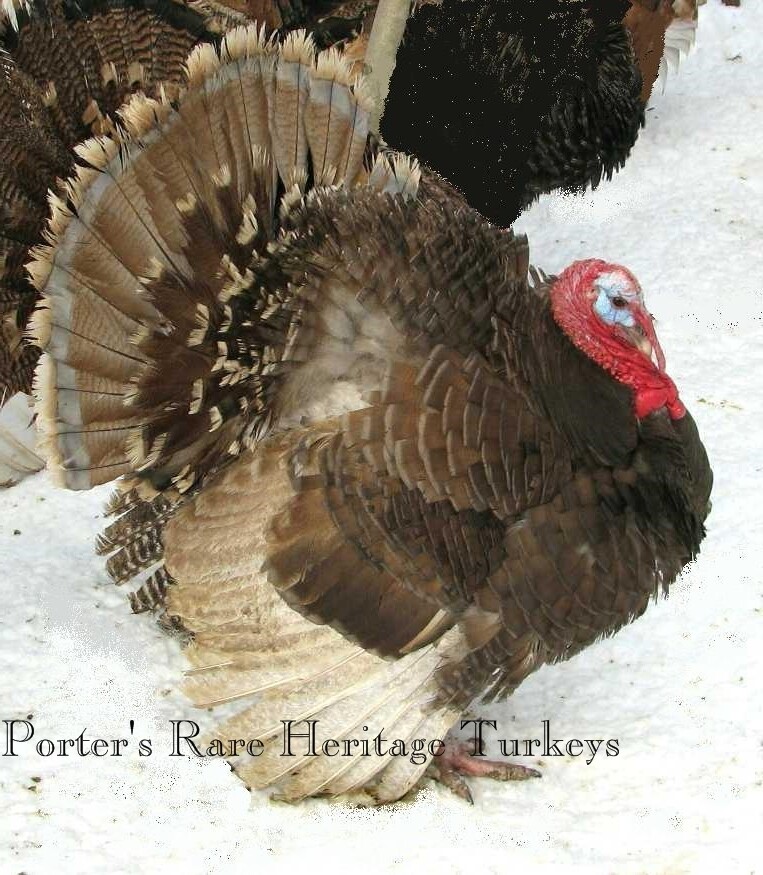 Red Slate Turkey