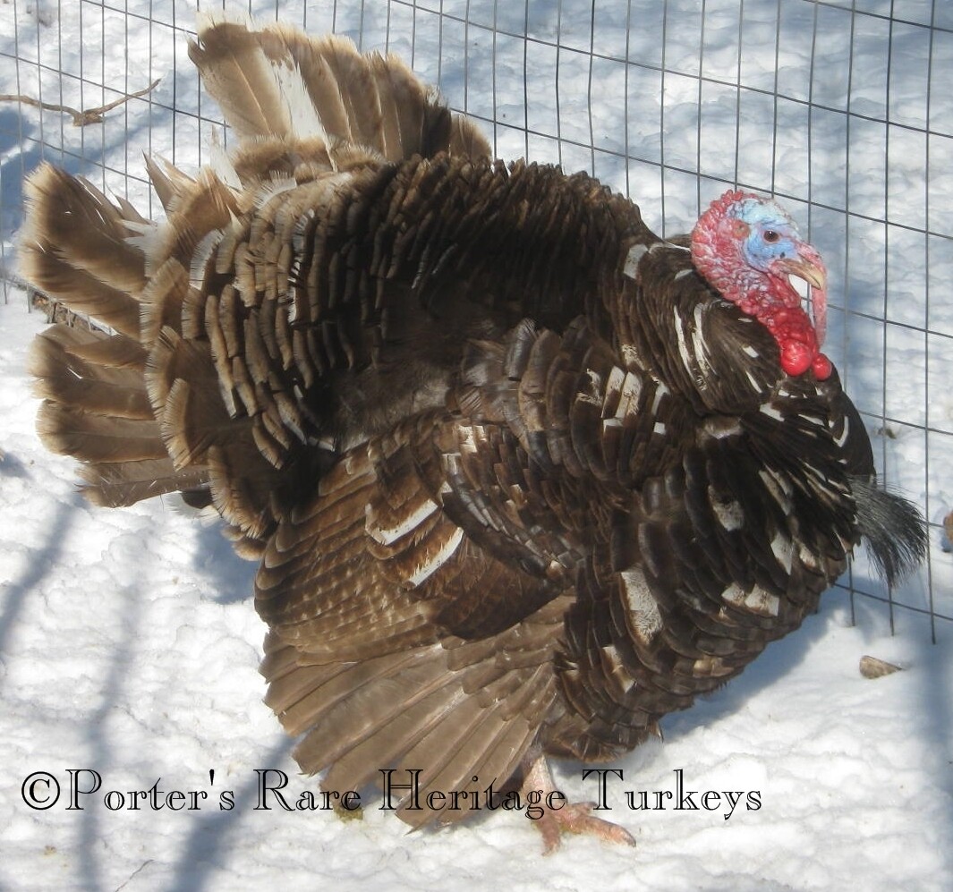 Red Slate Turkey