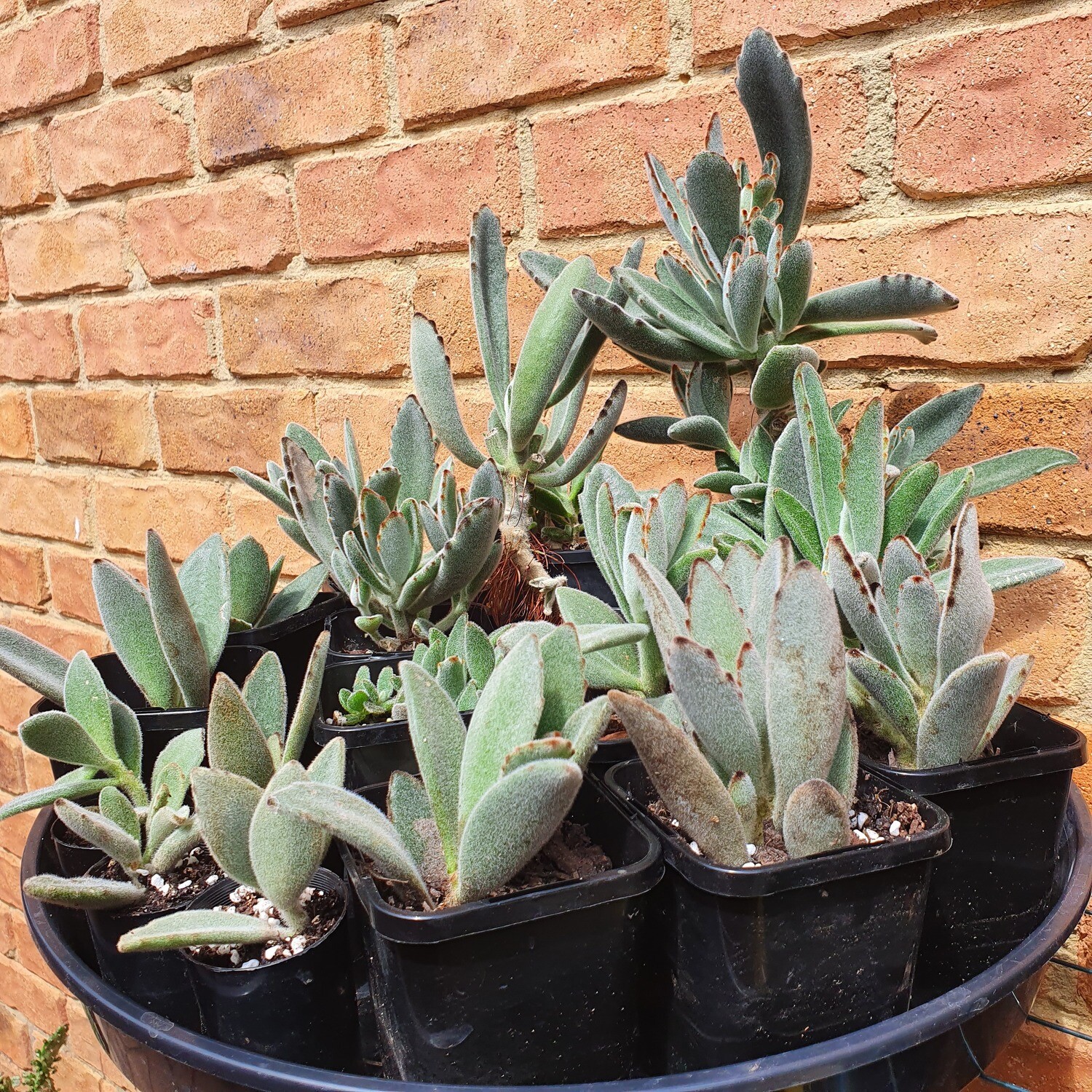Velvety Kalanchoe Tomentosa 'Panda Plant'