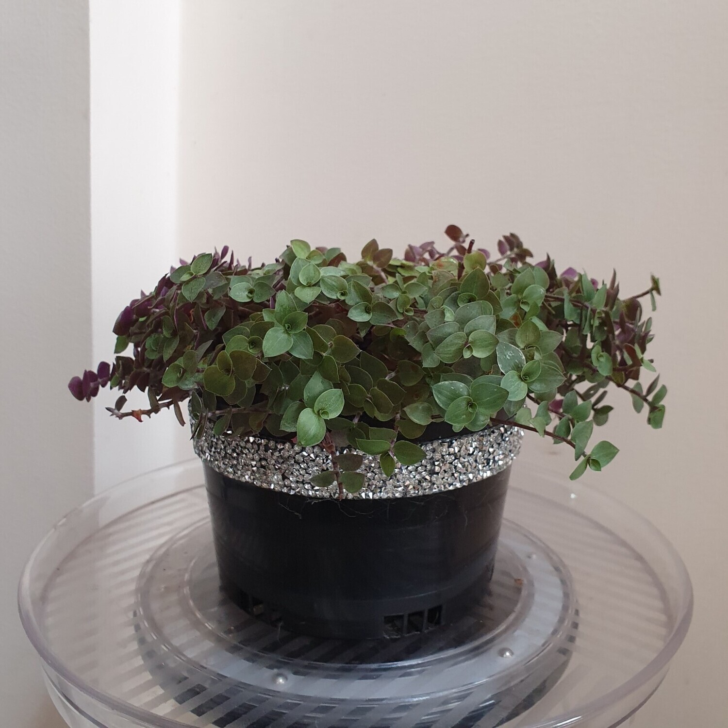 Tradescantia Callisia Repens ‘Turtle Vine’, 'Creeping Inchplant'