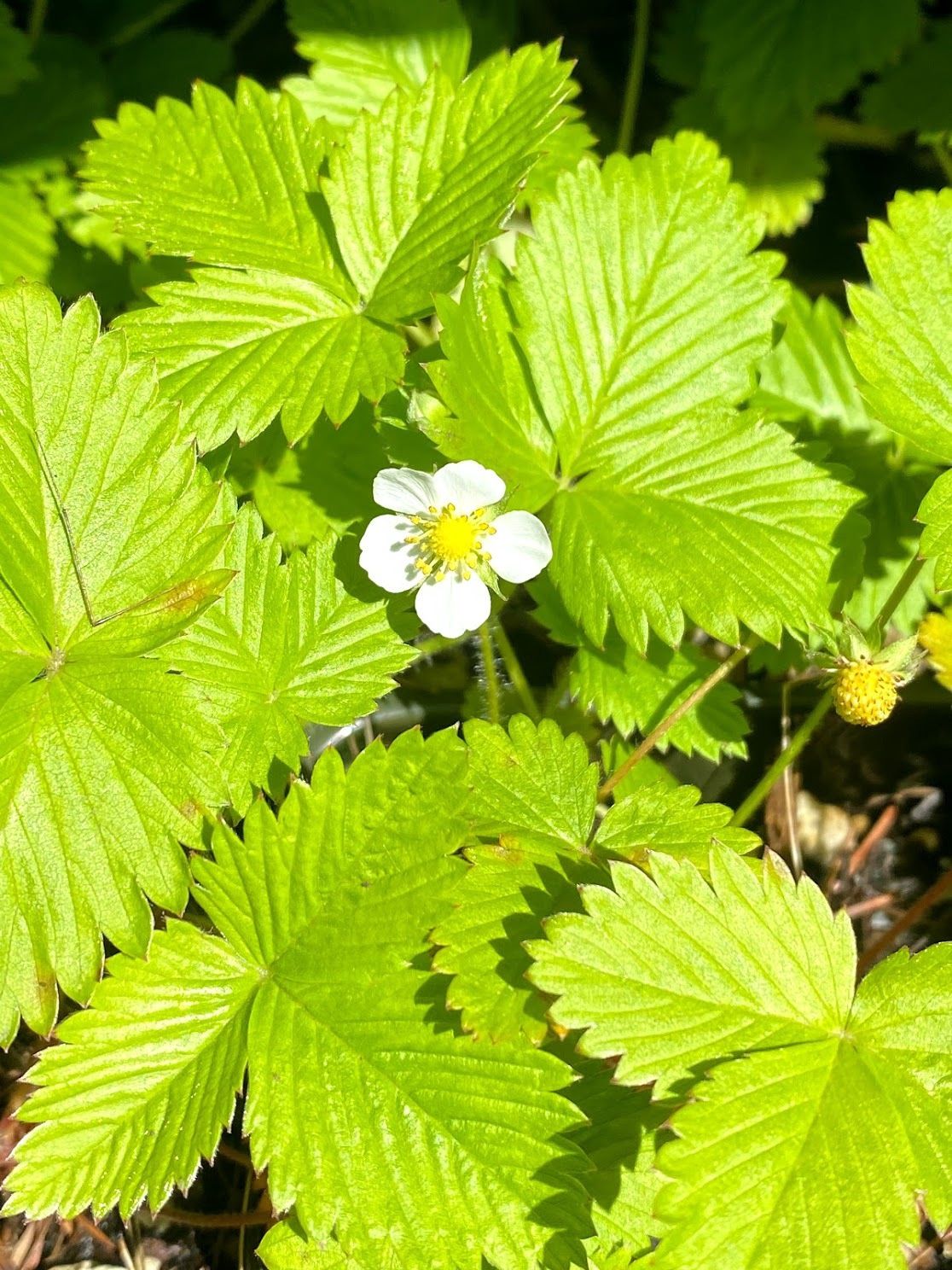 Fragaria vesca - Woodland Strawberry - Plantas nativa LLC - Online ...