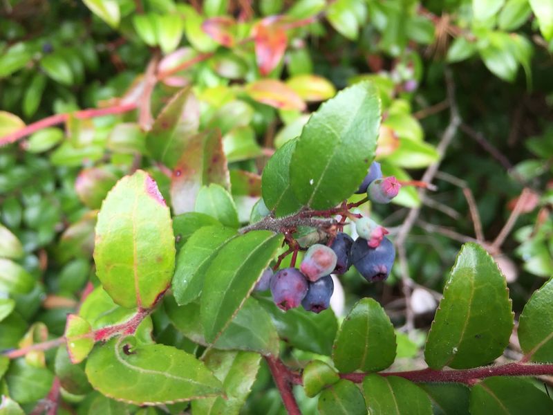 Vaccinium ovatum - Evergreen Huckleberry - Plantas nativa LLC - Online ...