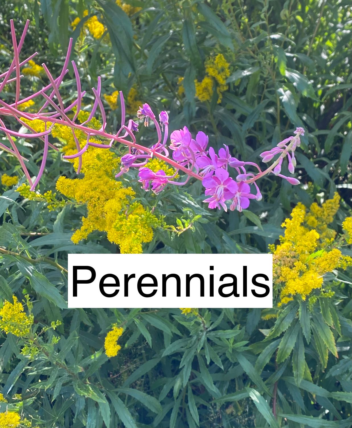 Perennials - Plantas nativa LLC - Online Store - NW Native Plant Nursery