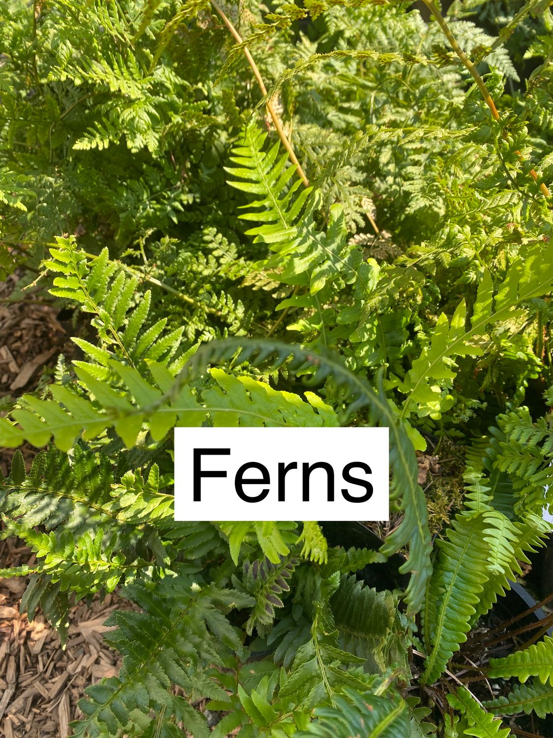 Ferns - Plantas nativa LLC - Online Store - NW Native Plant Nursery