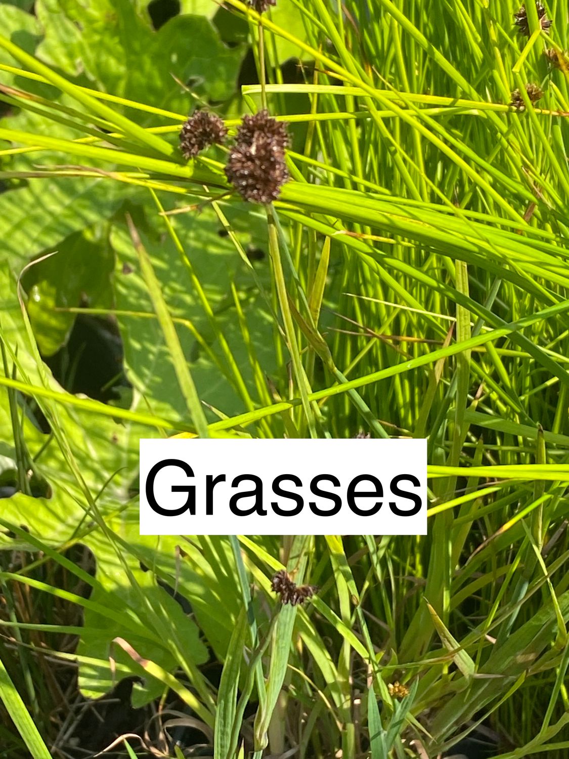 Grasses - Plantas nativa LLC - Online Store - NW Native Plant Nursery