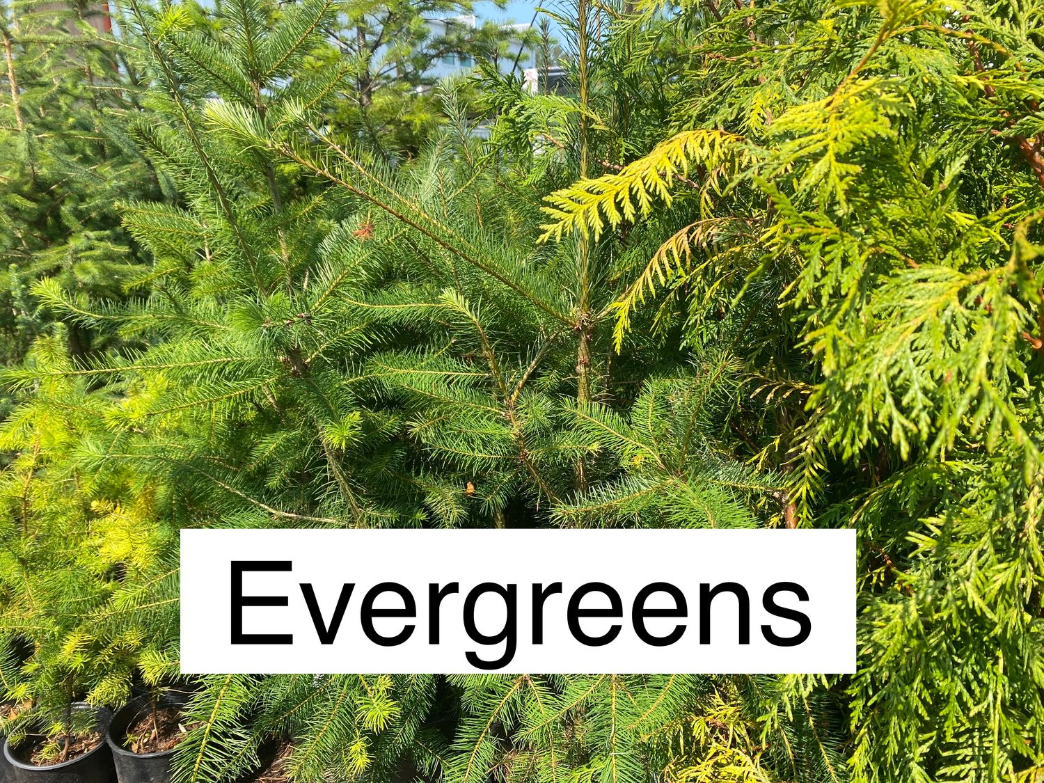 Evergreens - Plantas nativa LLC - Online Store - NW Native Plant Nursery