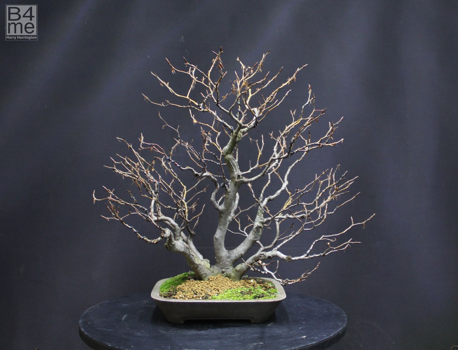 Fagus sylvatica/European Beech bonsai – Store – Bonsai4Me